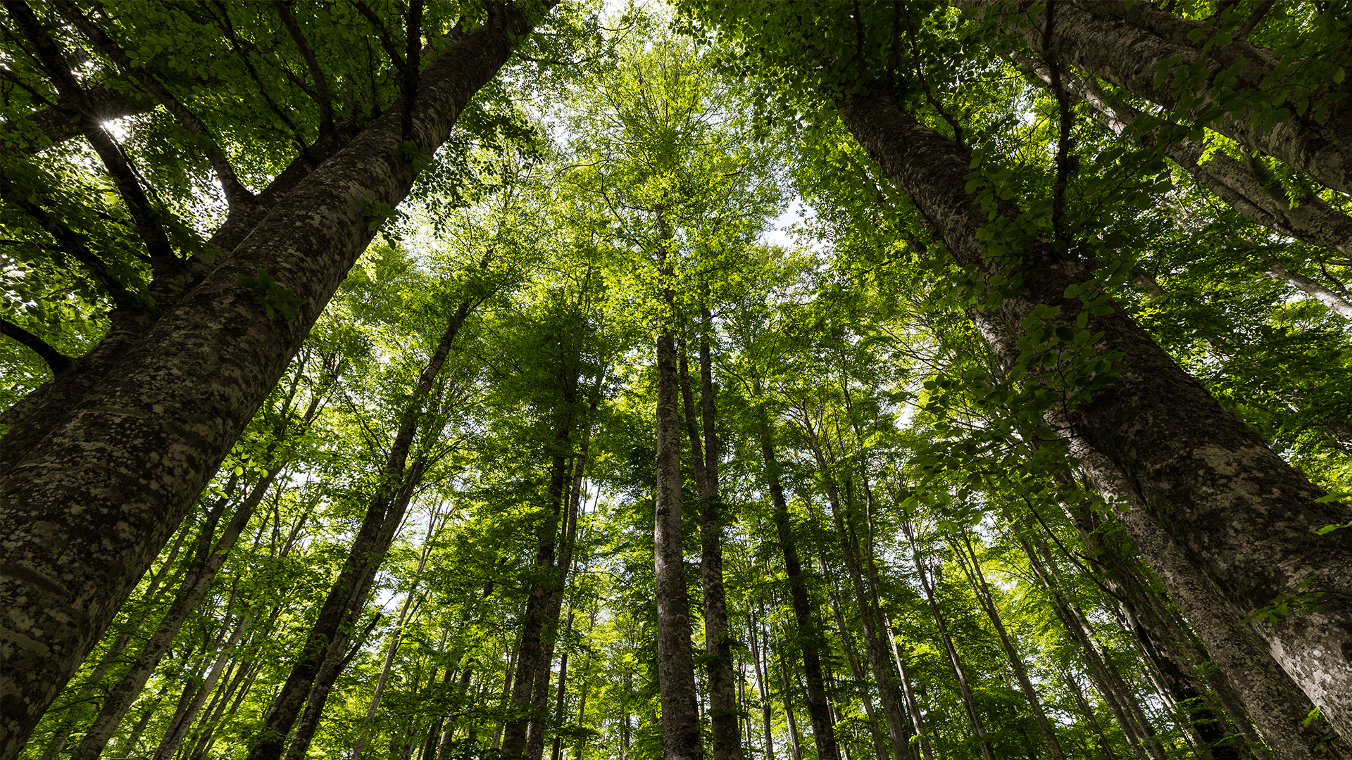 Yiyun 'Ryna' Cui | Center for Global Sustainability